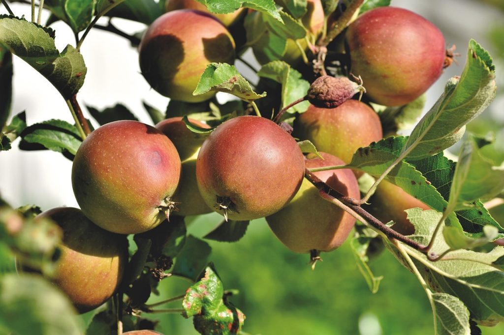 Wat je moet weten over voedingsstoffen en bemesting voor fruitbomen ...